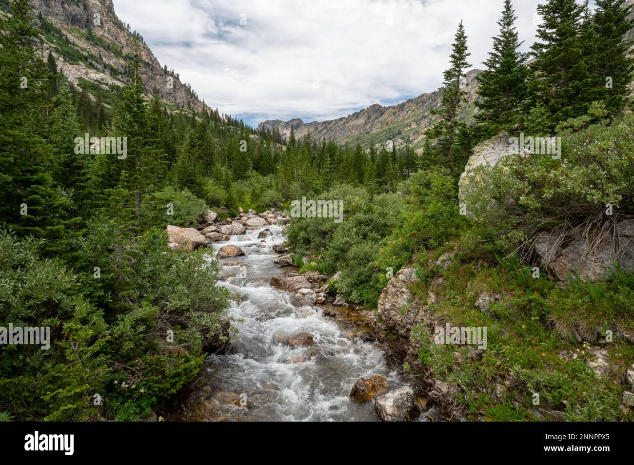 North Fork Of Cascade Canyon Tumbles Through Forest and Boulders Of ...