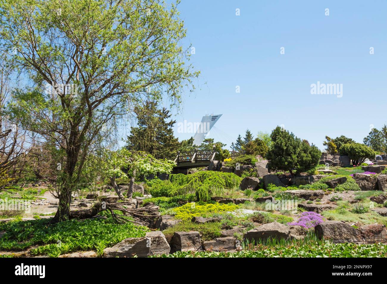 Rock edged borders with Hosta - Plaintain Lily plants, flowering trees ...