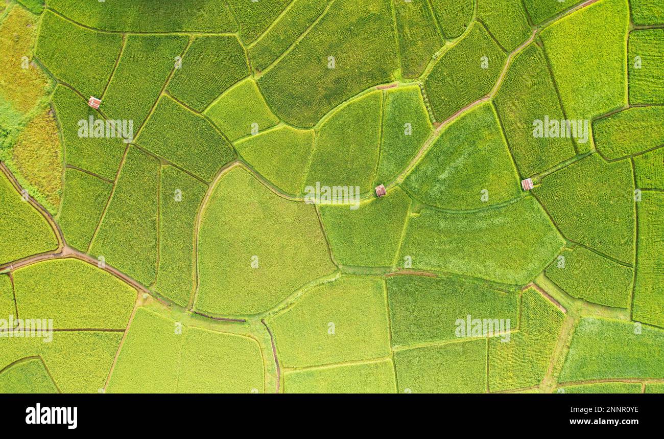 Aerial view drone fly over the green and yellow rice field, Agriculture ...