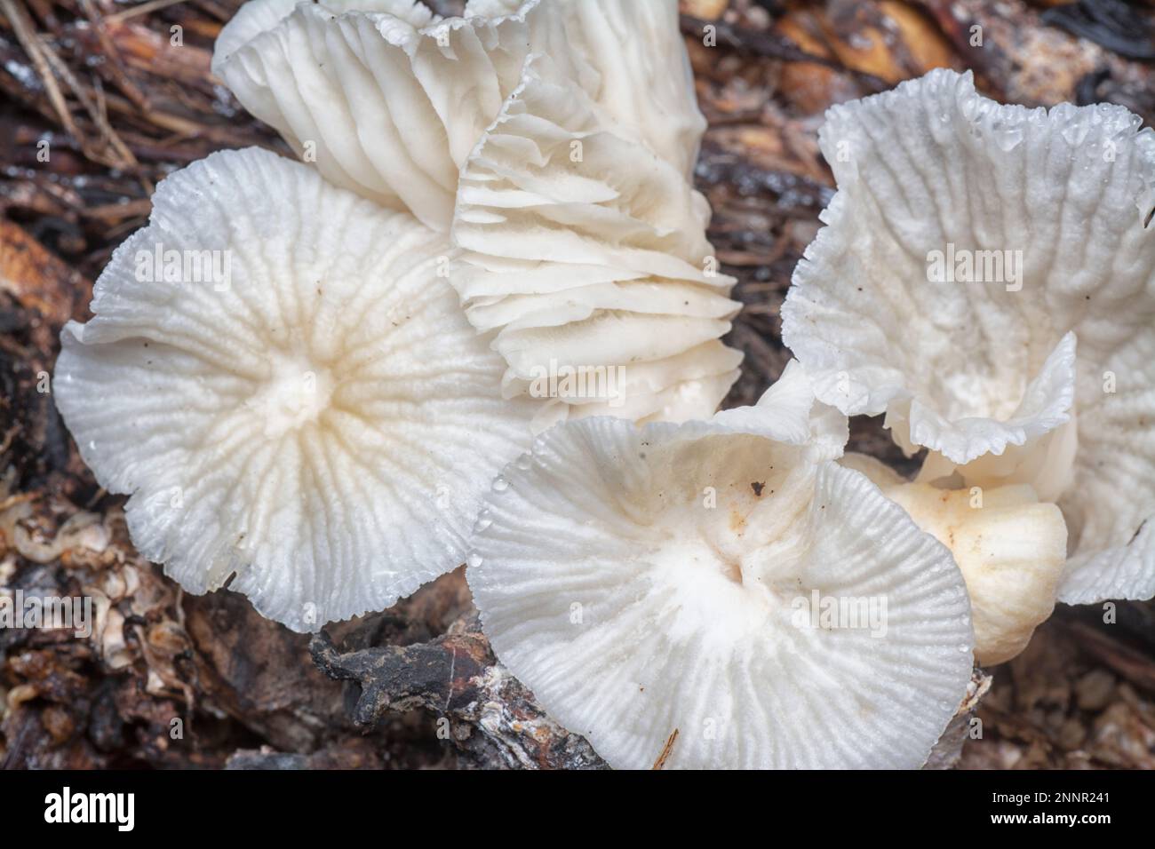 close up shot of the wild funnel fan-shaped mushrooms Stock Photo - Alamy