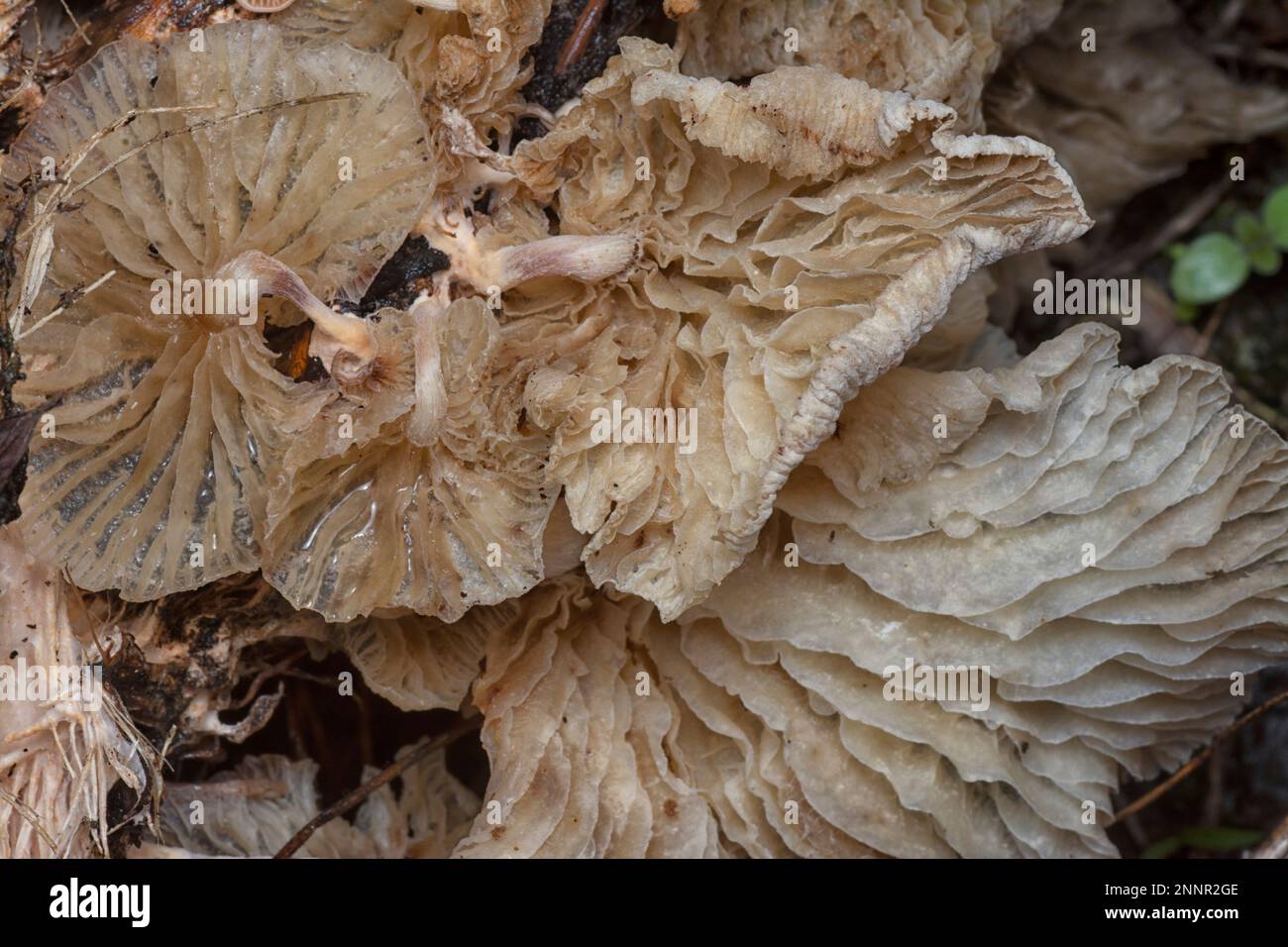 Fan shaped fungi hi-res stock photography and images - Alamy