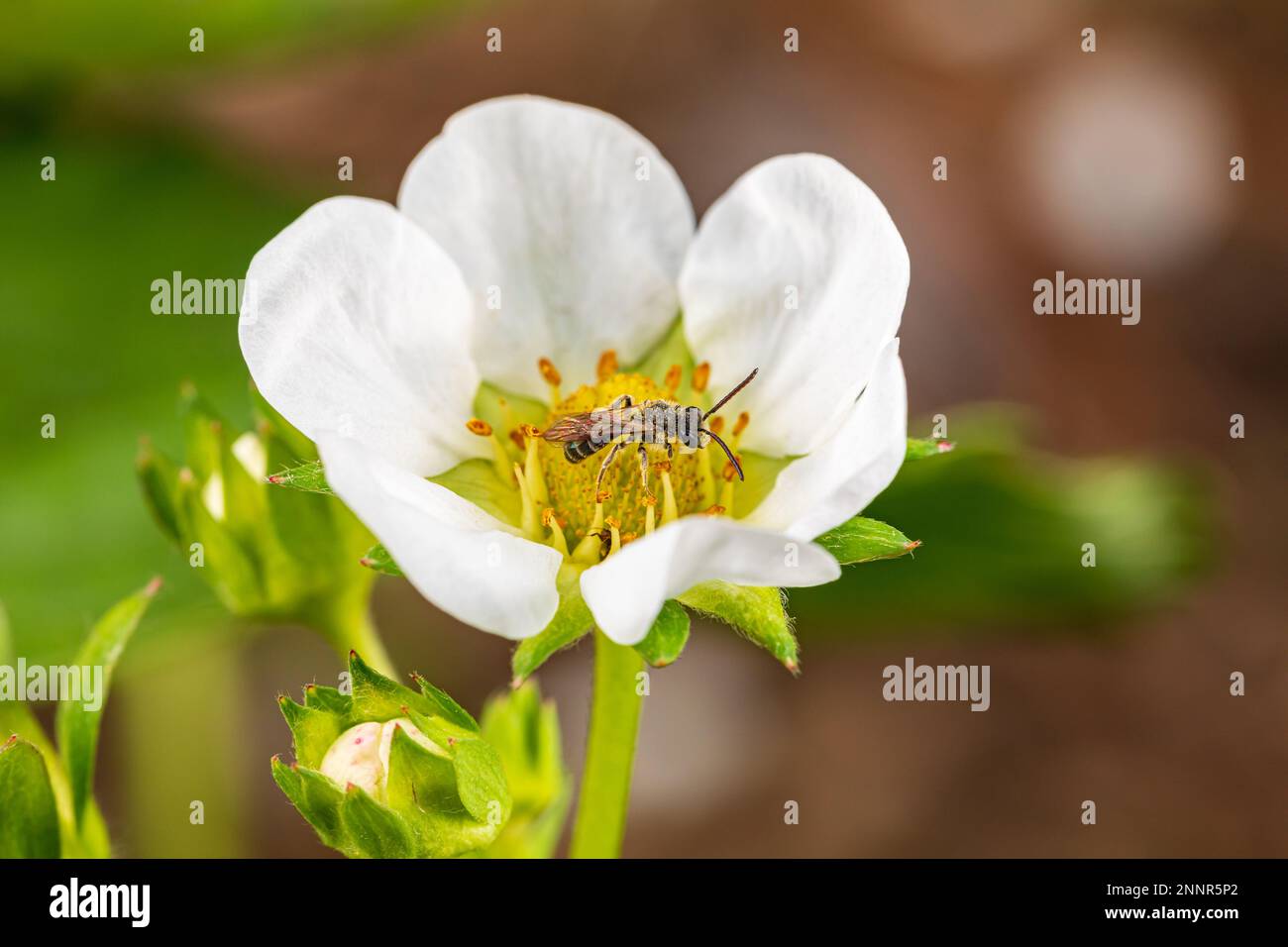 Ligated Furrow bee pollinating strawberry plant flower. Insect ...