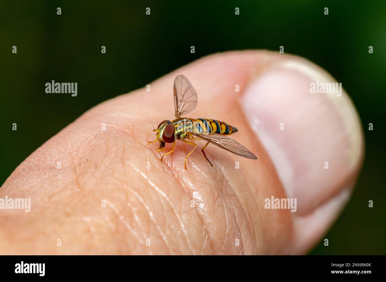 Maize Calligrapher flower fly on finger. Insect and wildlife ...
