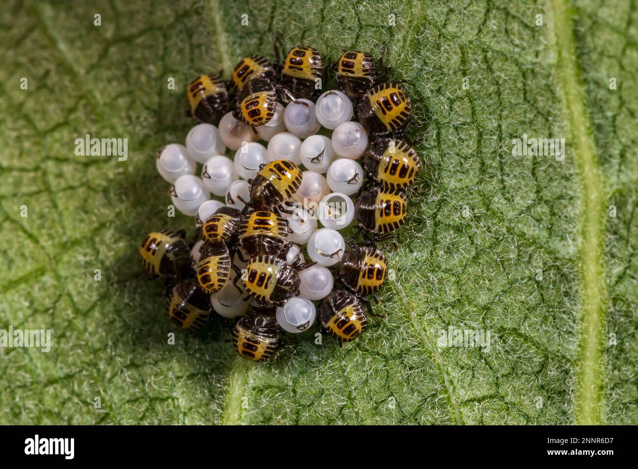 Brown marmorated stink bug eggs and nymph instar hatching from eggs. Invasive Insect control ...