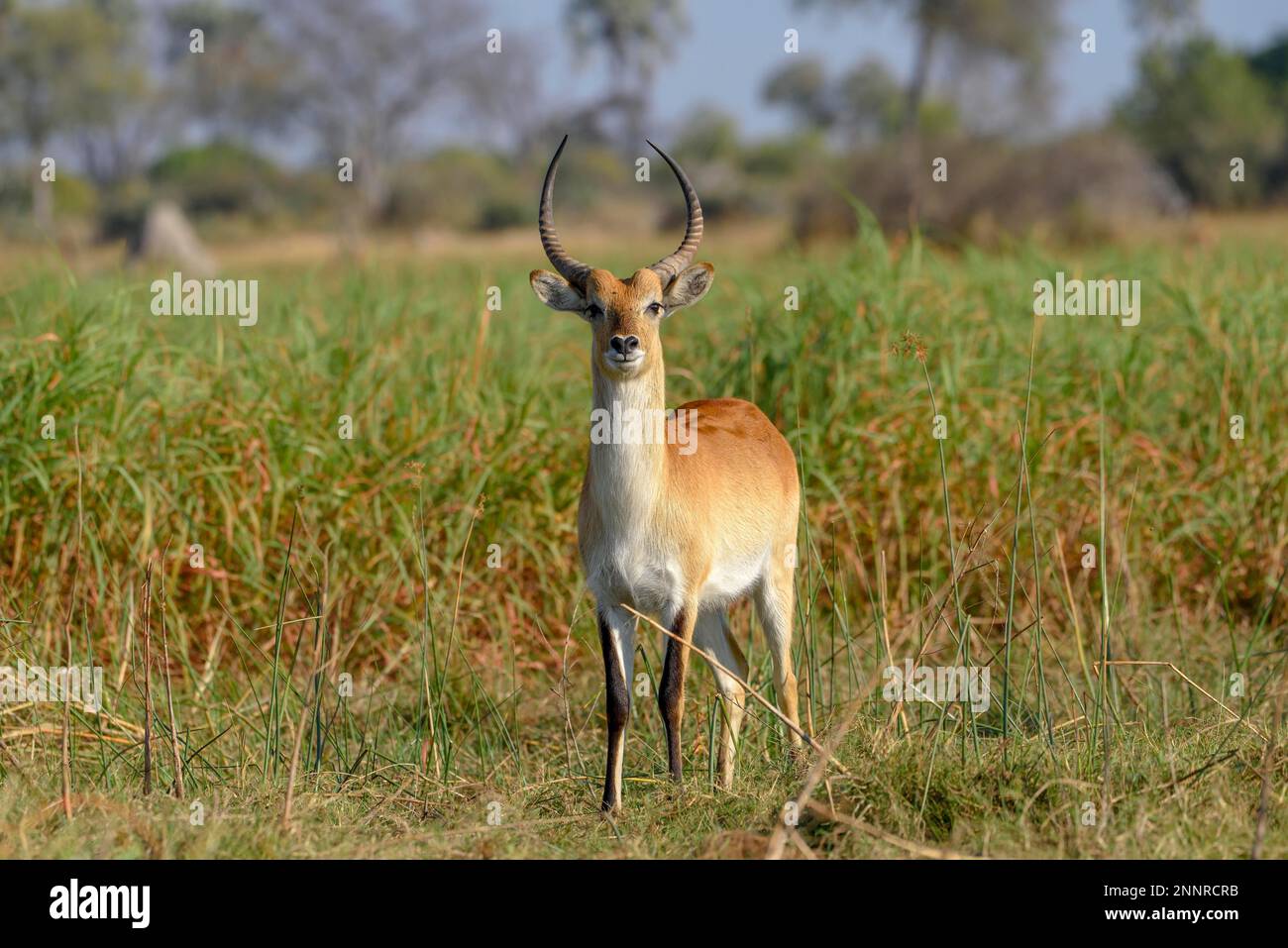 Red Lechwe (Kobus leche leche), Gomoti Plains, Okavango Delta, Botswana ...