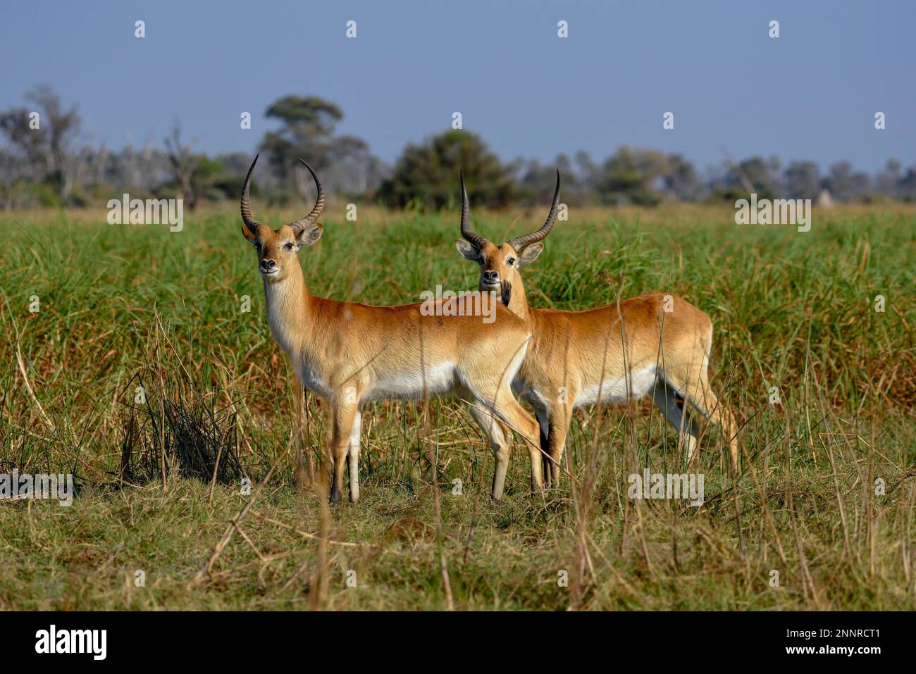 Red Lechwe (Kobus leche leche), Gomoti Plains, Okavango Delta, Botswana ...