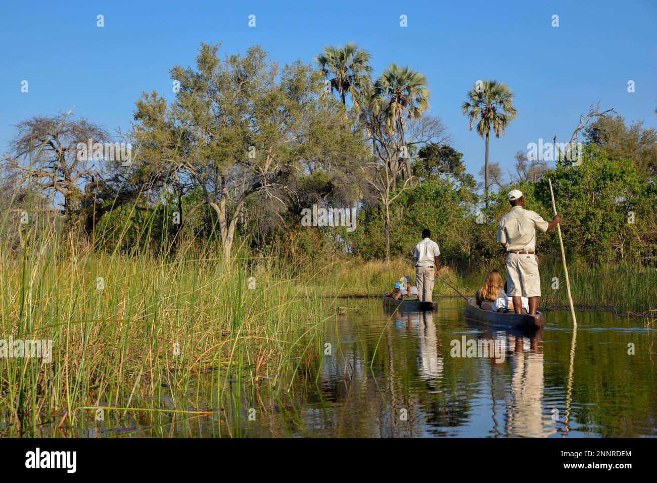 Tourists in a mokoro or dugout boat on safari in swamp area, Gomoti ...