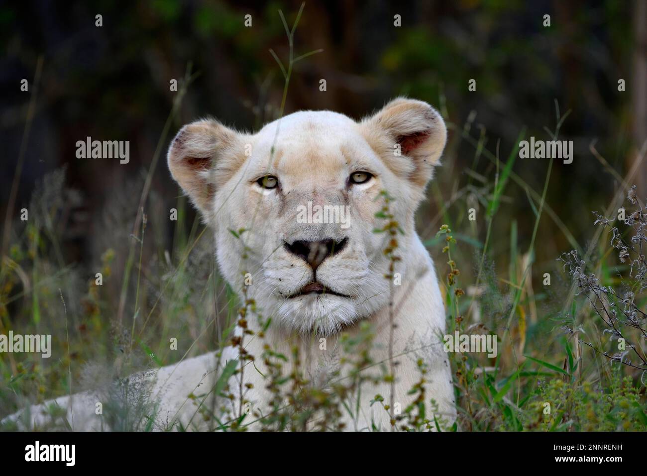White Lion (Panthera leo), female animal, animal portrait, Tsau! nature ...