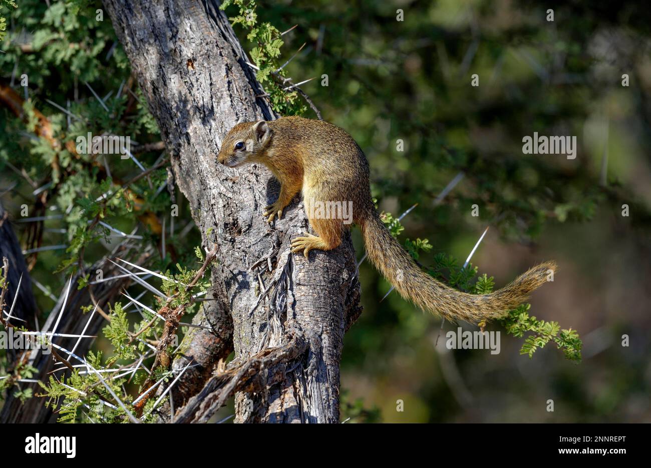 Smith's bush squirrel (Paraxerus cepapi), on tree trunk, Kruger ...