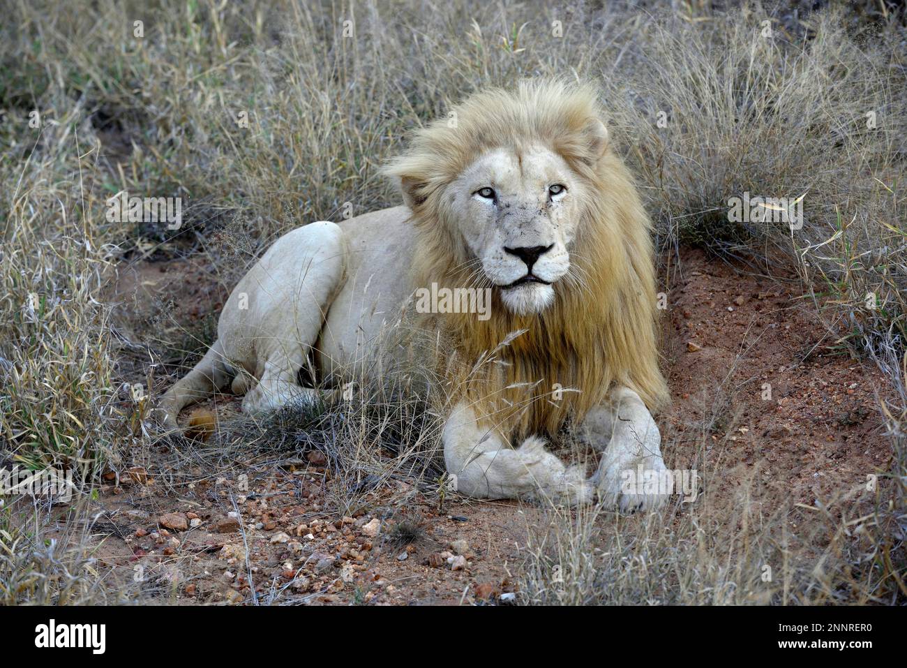 White Lion (Panthera leo), male animal, Tsau! nature reserve of the ...
