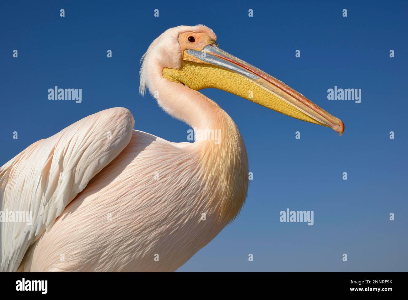 Great white pelican (Pelecanus onocrotalus), animal portrait, near ...