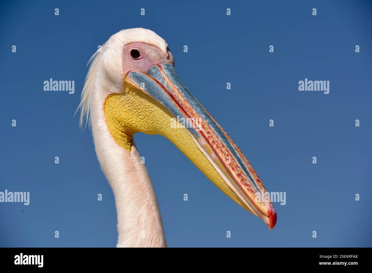 Great white pelican (Pelecanus onocrotalus), animal portrait, near ...