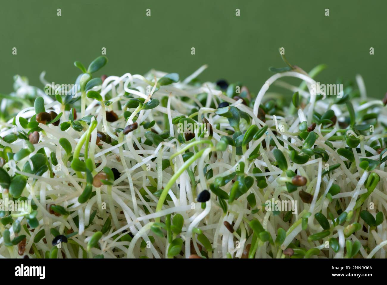Alfalfa and Onion Sprouts Micro Greens Stock Photo - Alamy