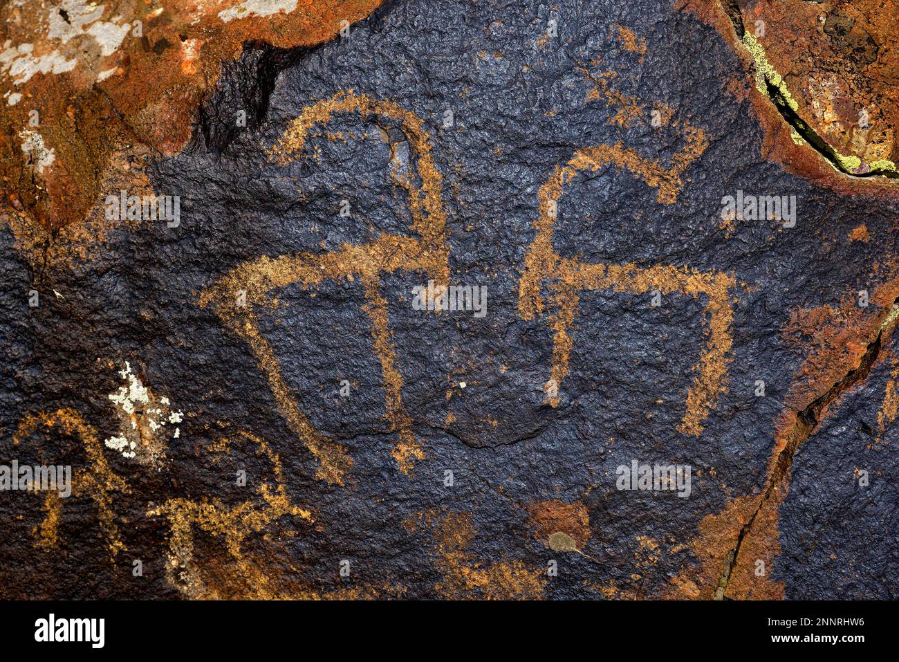 Petroglyphs of Siberian ibex (Capra sibirica), up to 2500 years old ...