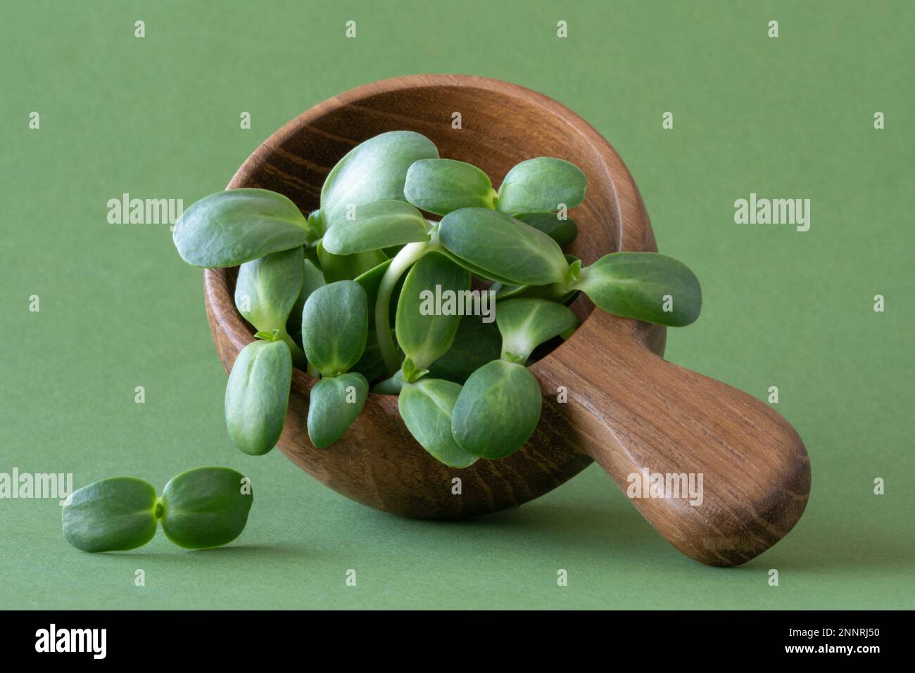 Sunflower Shoots Micro Greens Stock Photo - Alamy