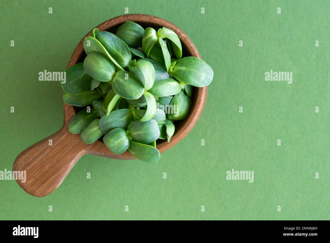 Sunflower Shoots Micro Greens Stock Photo - Alamy