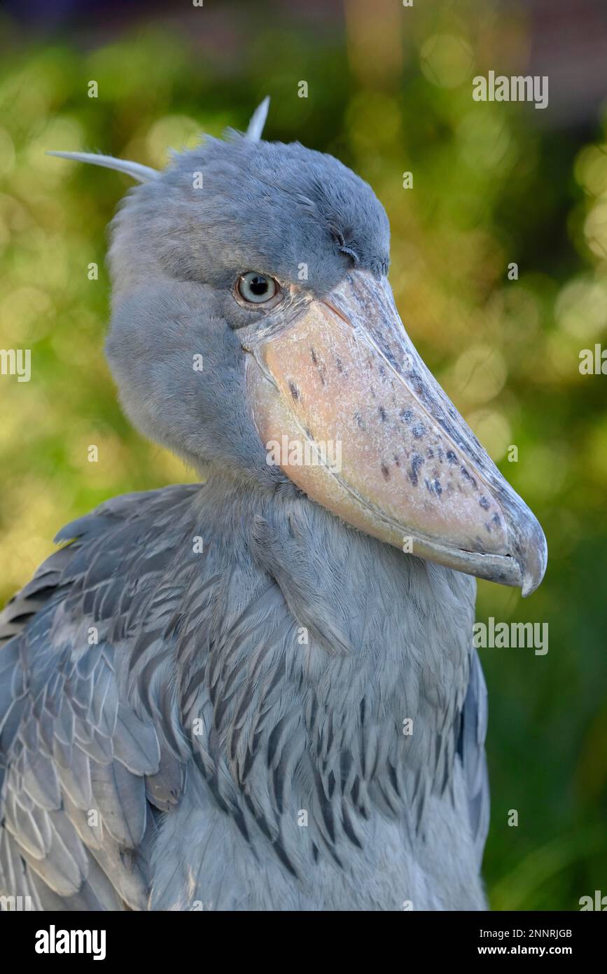 Shoebill (Balaeniceps rex), Occurrence in Africa, captive, animal ...