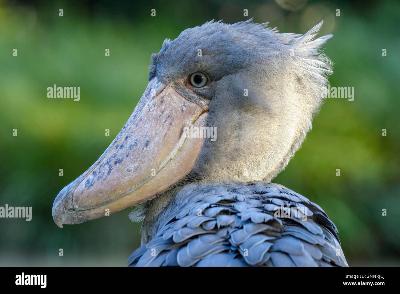 Shoebill (Balaeniceps rex), Occurrence in Africa, captive, animal ...