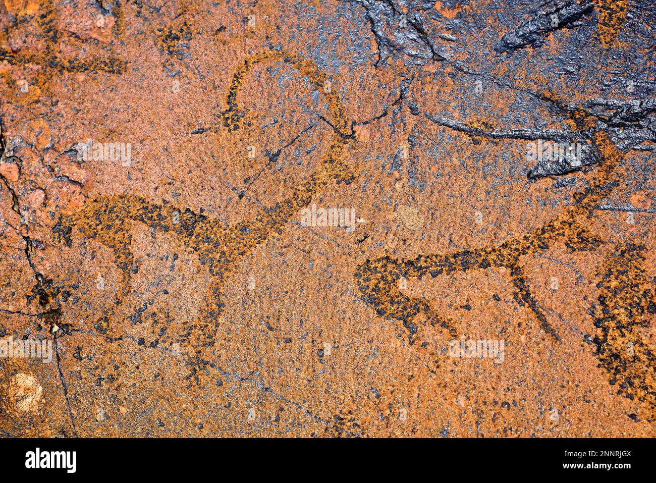 Petroglyphs of Siberian ibex (Capra sibirica), up to 2500 years old ...