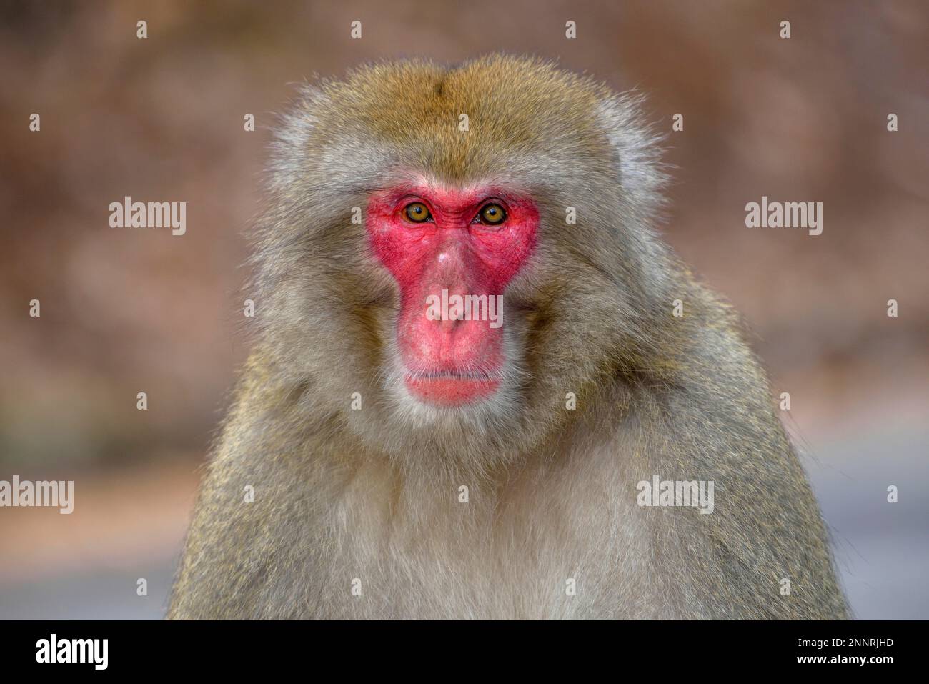Japanese macaque (Macaca fuscata), animal portrait, near Kariuzawa ...
