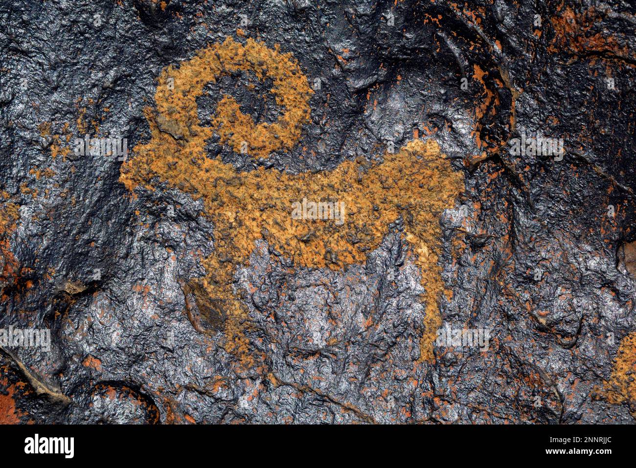 Petroglyph of an Argali sheep (Ovis ammon), Western Karakol Valley ...