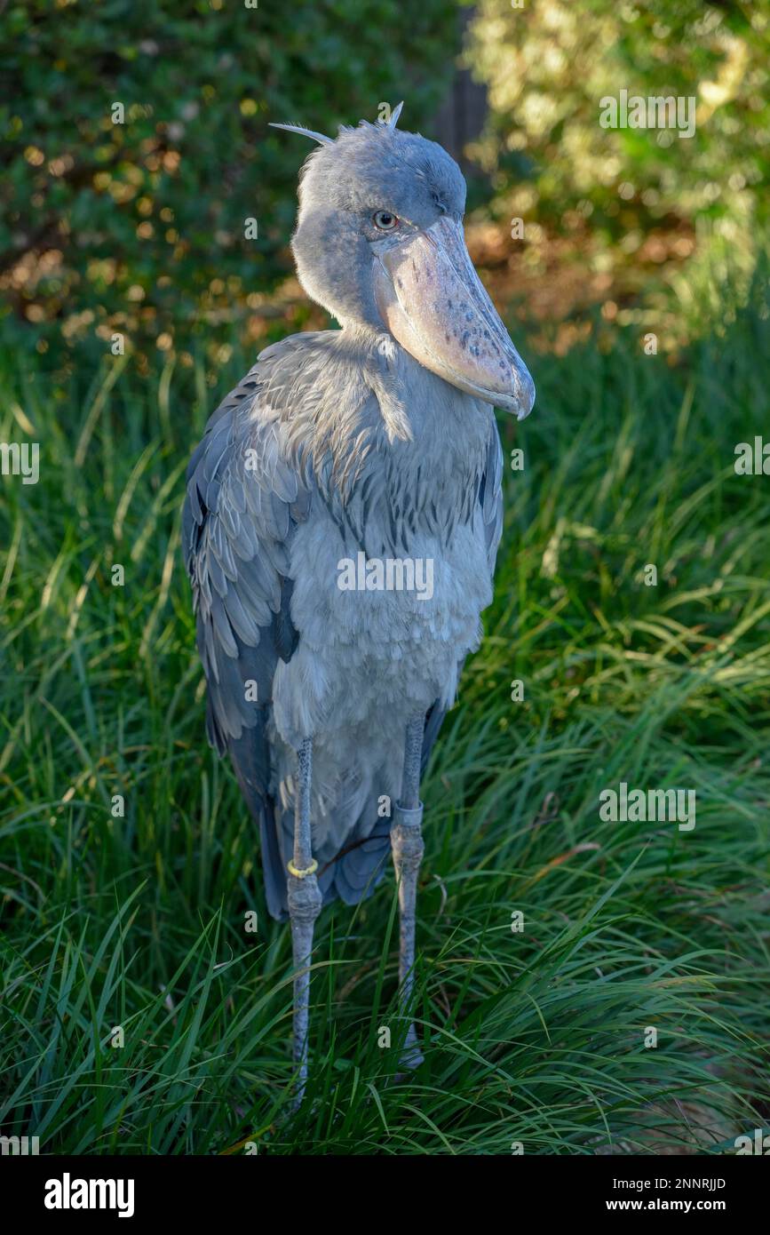 Shoebill (Balaeniceps rex), Occurrence in Africa, captive, Japan Stock ...