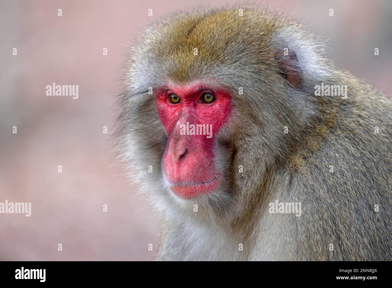 Japanese macaque (Macaca fuscata), free-living, animal portrait, near ...