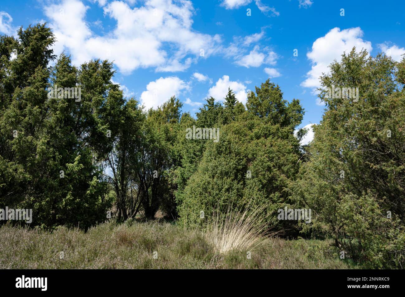 Juniper forest, common juniper (Juniperus communis), Lueneburg Heath ...