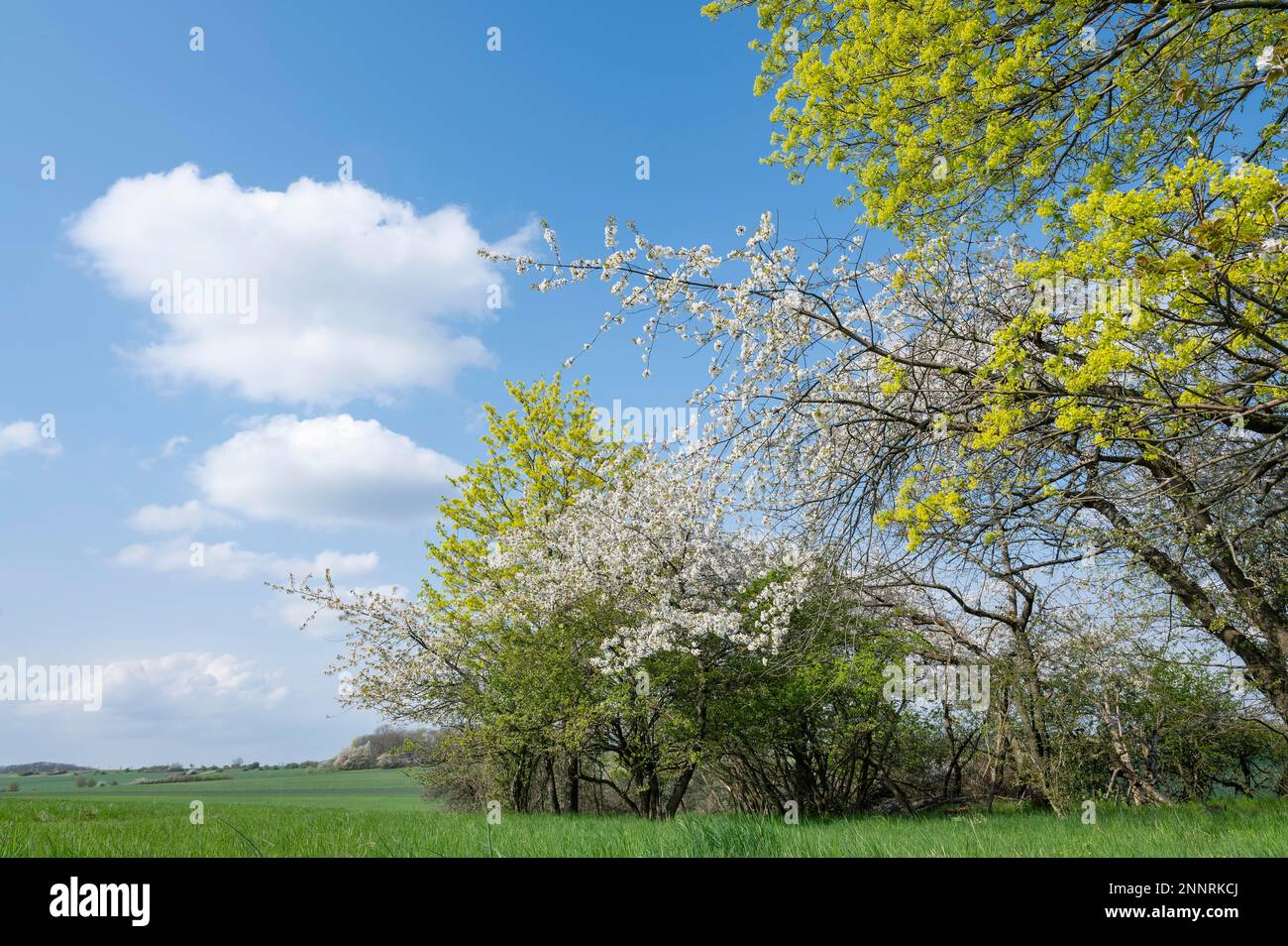 Field copse, Norway maple (Acer platanoides), yellow flowering and wild ...