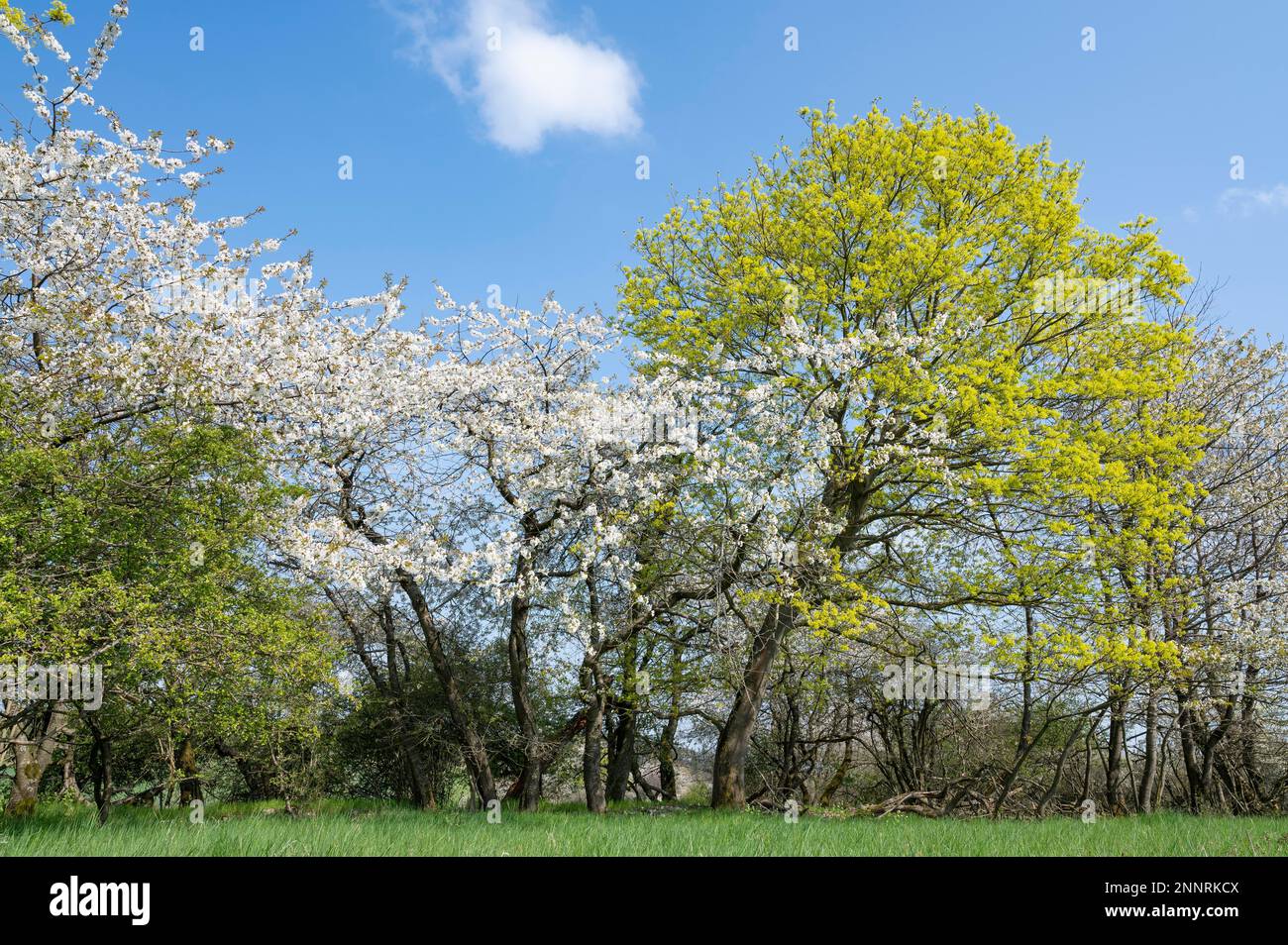 Field copse, Norway maple (Acer platanoides), yellow flowering and wild ...