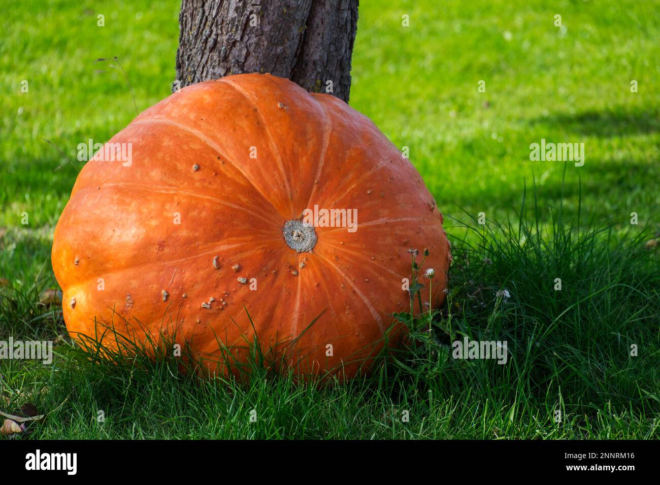 Squash (Cucurbita maxima) in a meadow Stock Photo - Alamy