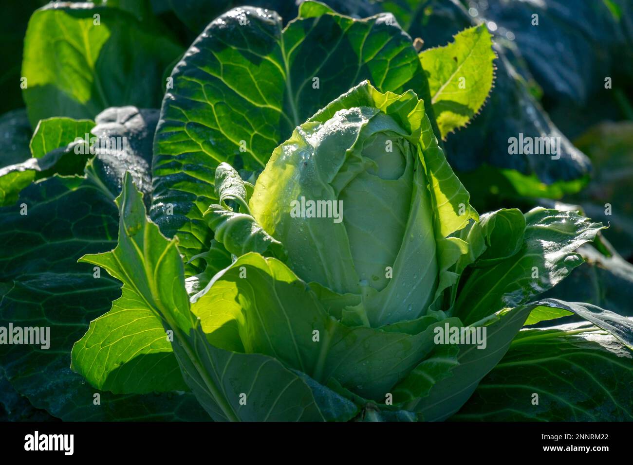 Pointed water hi-res stock photography and images - Alamy