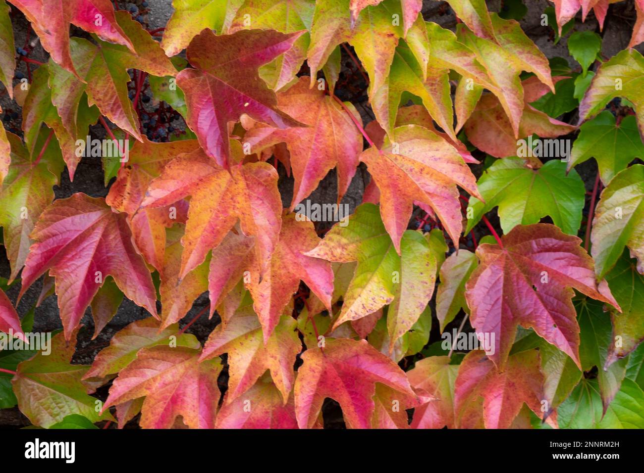 Discolouring leaves of wild vine Stock Photo - Alamy