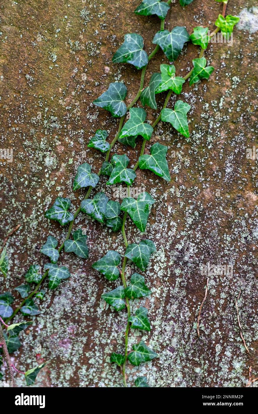 Tendril stone hi-res stock photography and images - Alamy