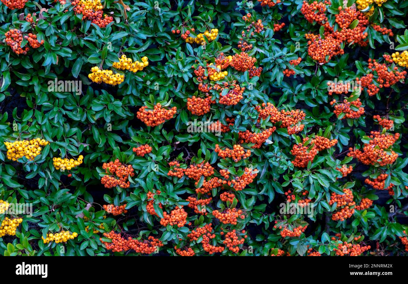 Pyracantha hedge hi-res stock photography and images - Alamy