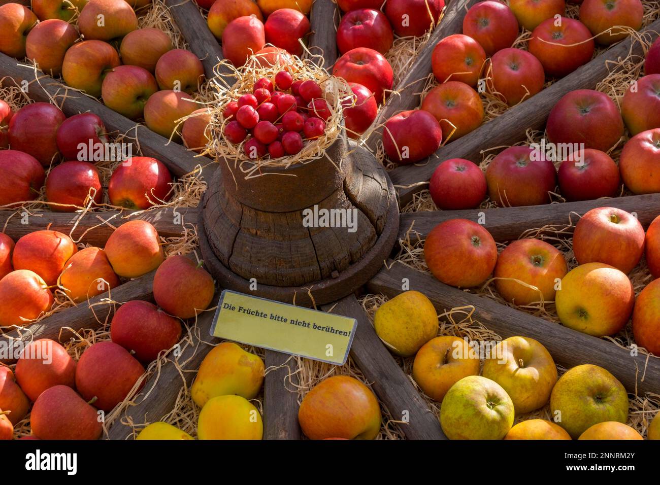 Presentation of different apple varieties Stock Photo - Alamy