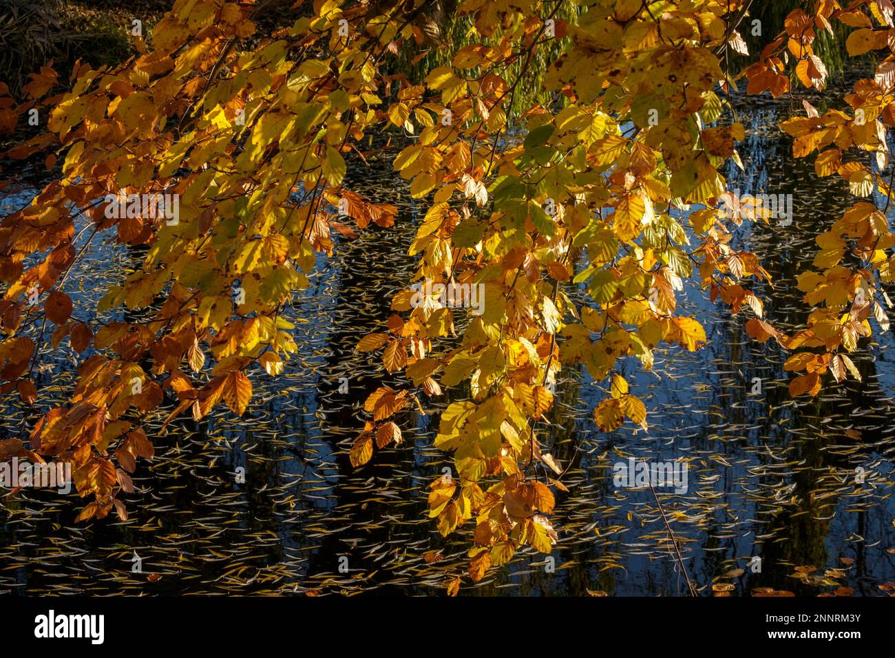 Beech tree varieties hi-res stock photography and images - Alamy