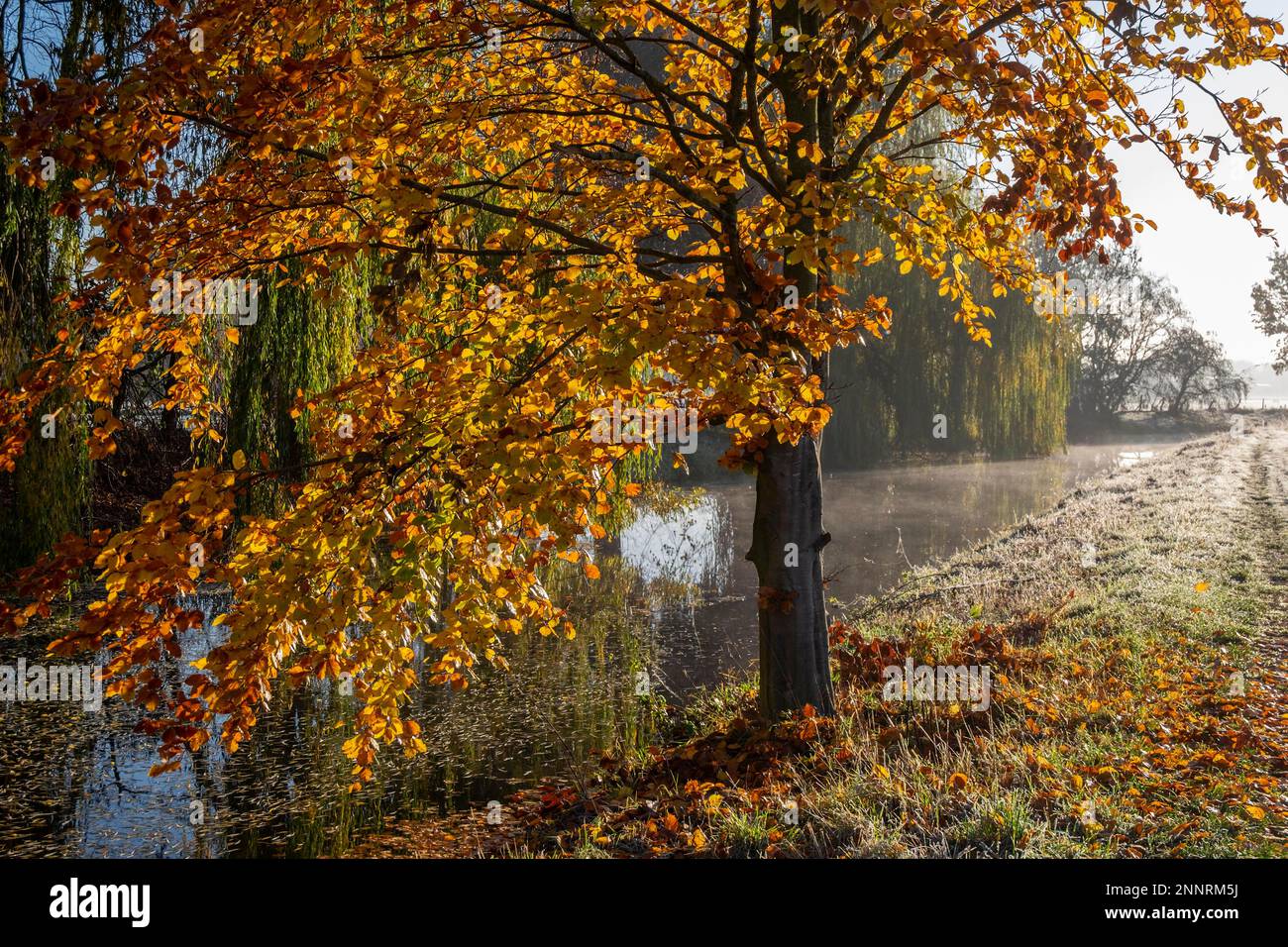 Spelt meadow hi-res stock photography and images - Alamy
