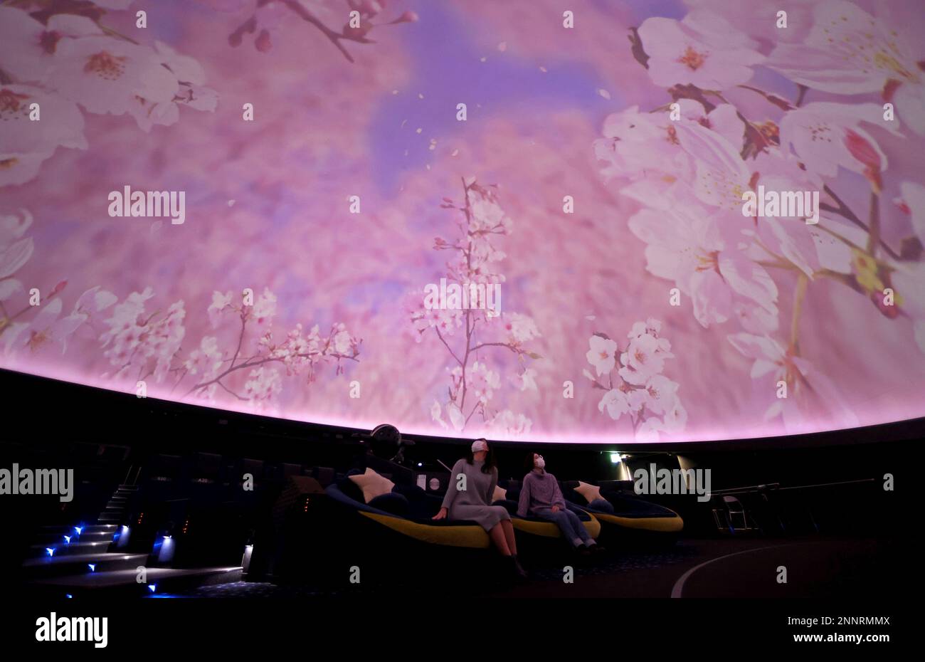 Visitors enjoy hanami, a flower veiwing of sakura, a cherry blossom ...