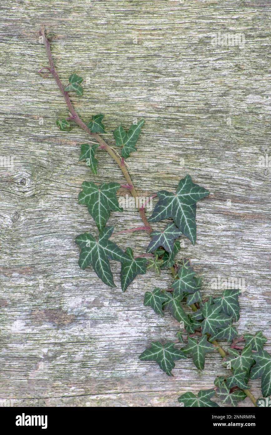 Evergreen vine hi-res stock photography and images - Alamy