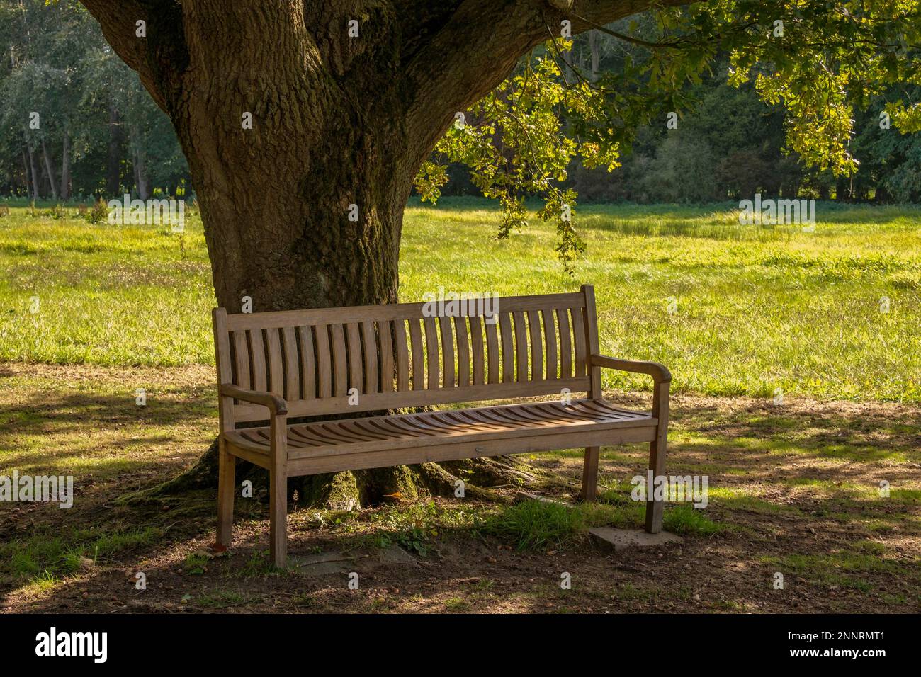 Bench under an oak tree Stock Photo - Alamy
