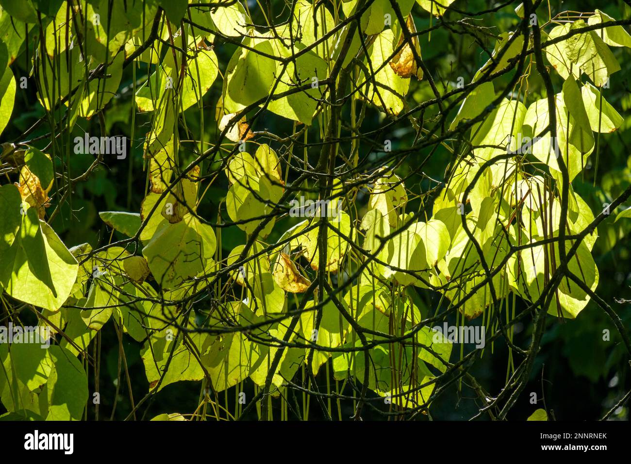 Southern catalpa (Catalpa bignonioides Stock Photo - Alamy