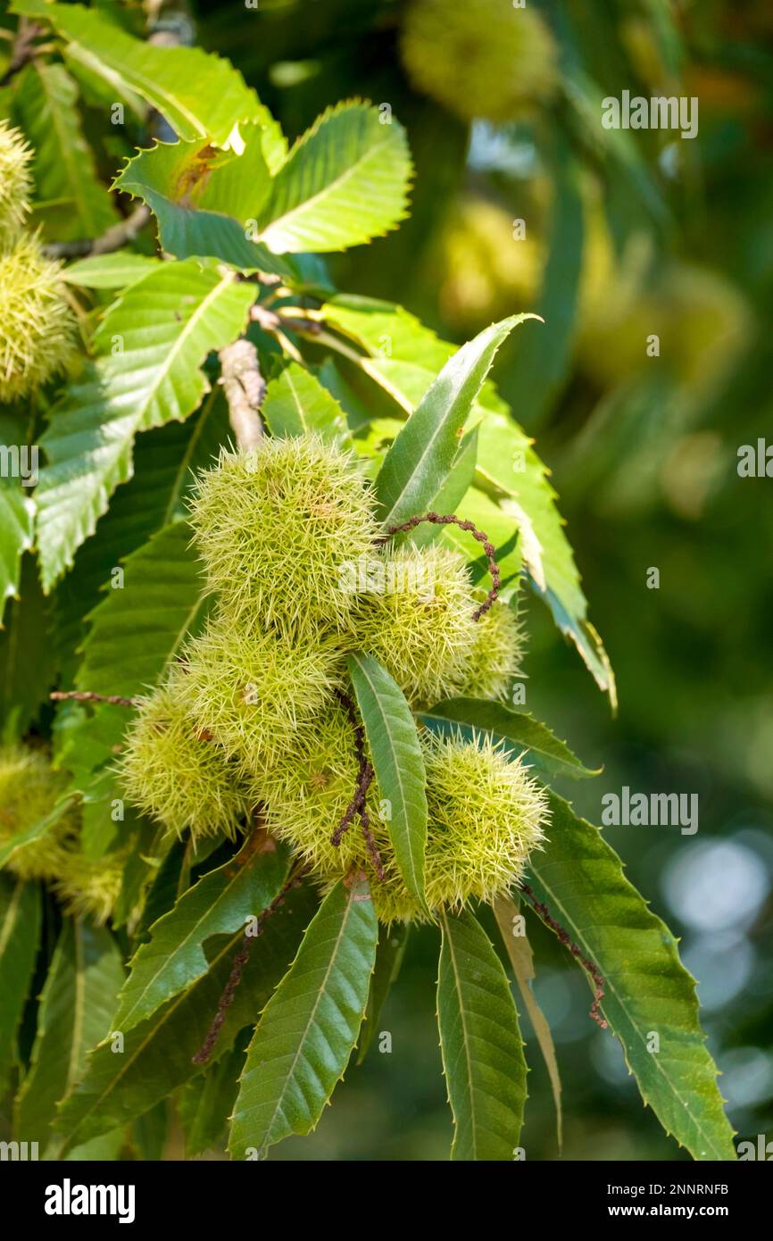 Chestnut (Castanea sativa Stock Photo - Alamy