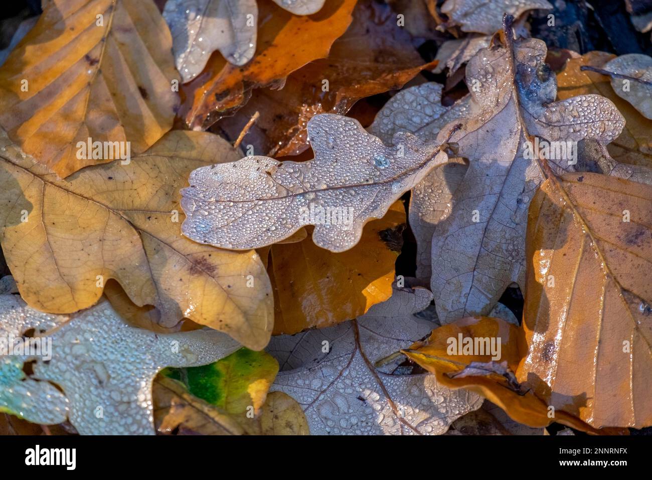 Autumn leaves with morning dew Stock Photo - Alamy