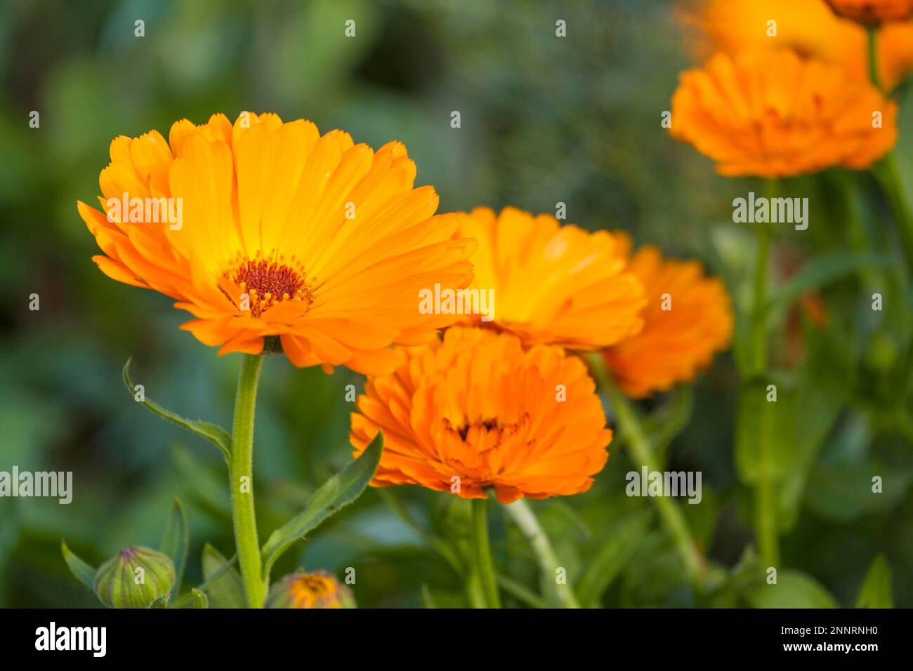 Marigold bush hi-res stock photography and images - Alamy