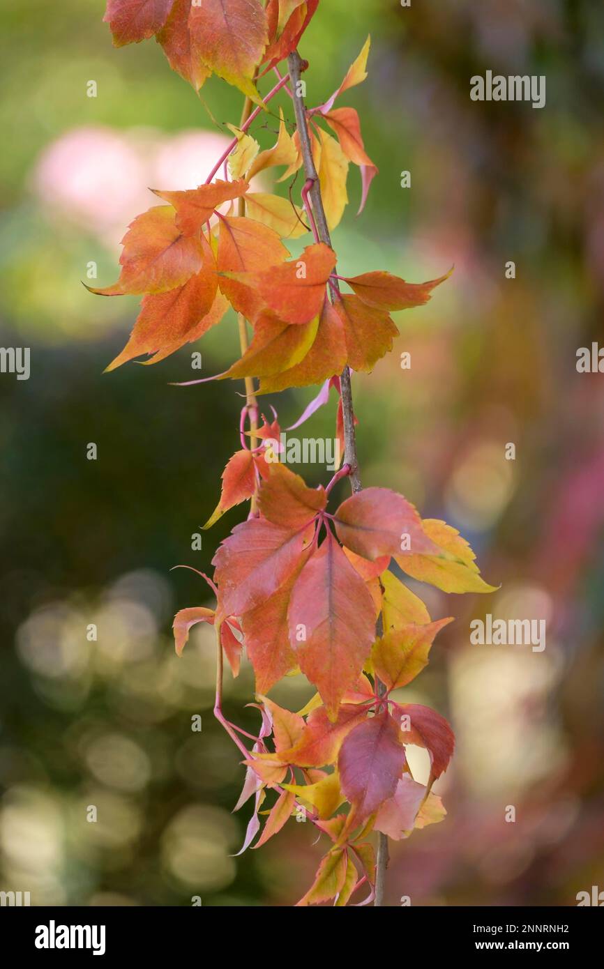 Vine leaves color hi-res stock photography and images - Alamy