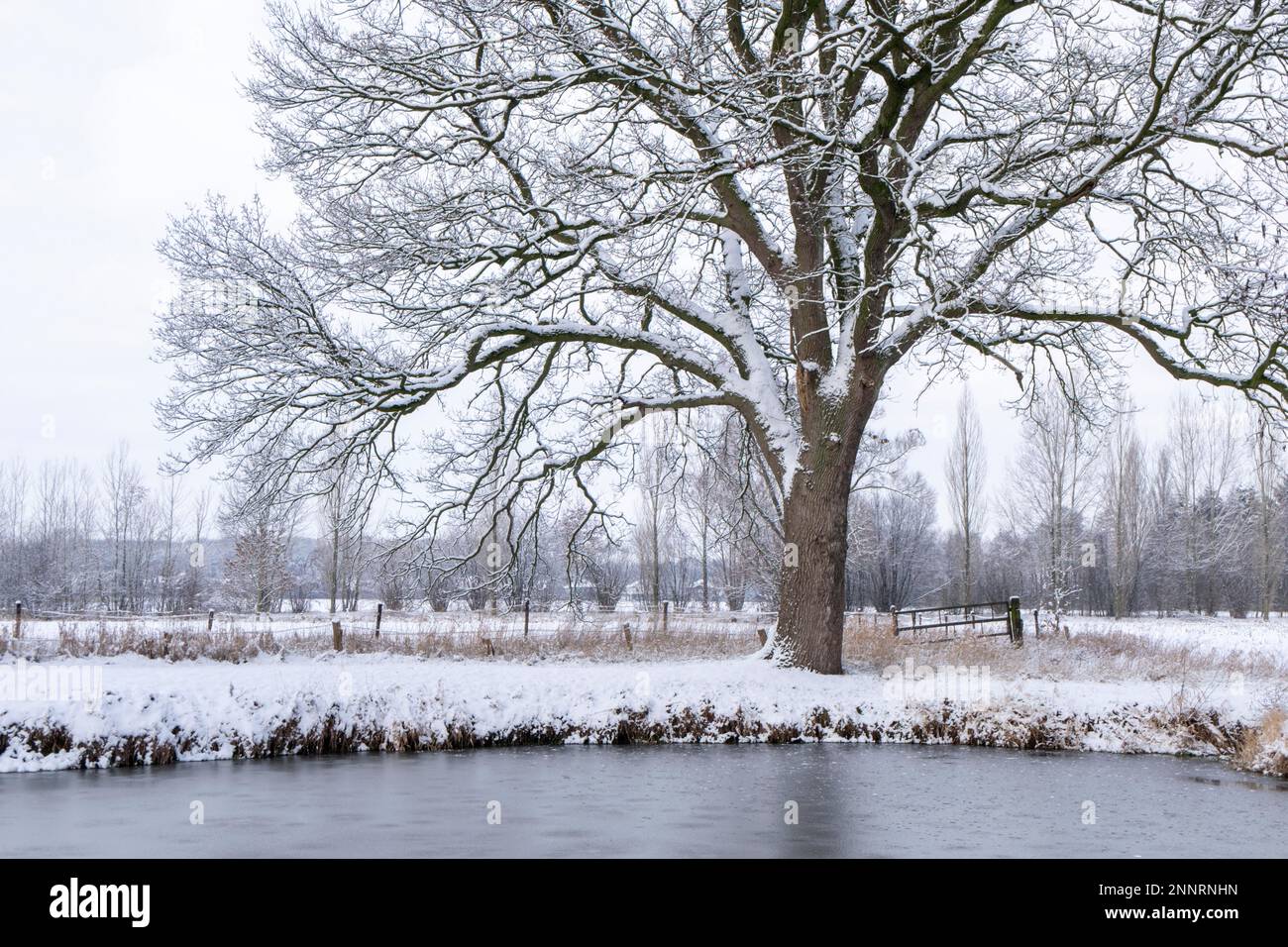 English oak (Quercus robur), winter with snow, Muensterland, North ...