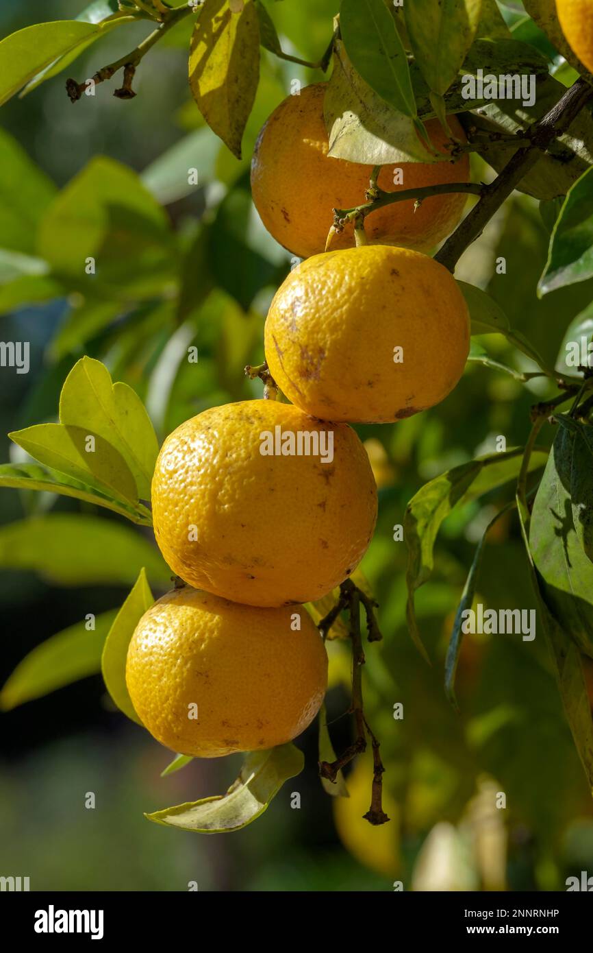 Evergreen citrus hi-res stock photography and images - Alamy