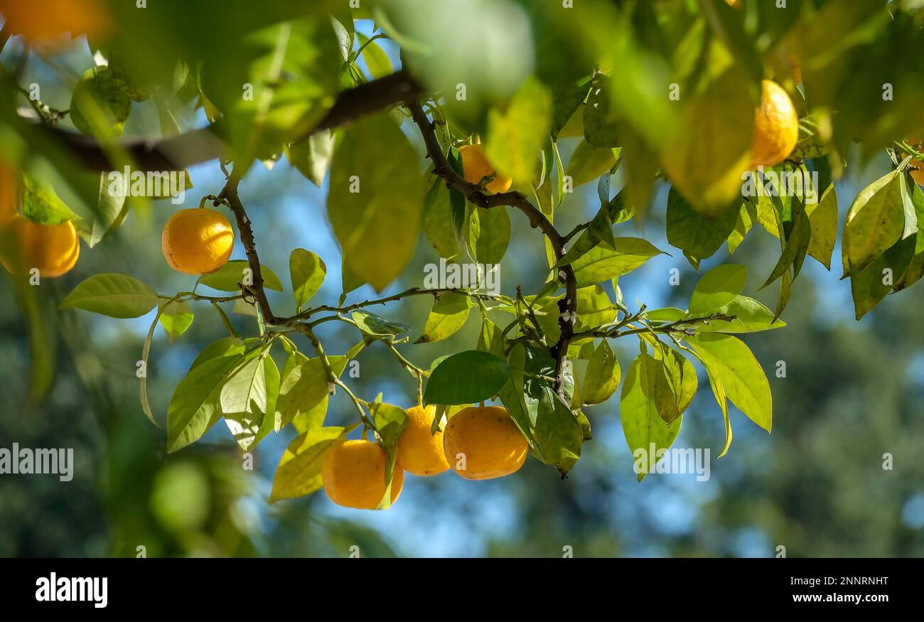 Evergreen citrus hi-res stock photography and images - Alamy