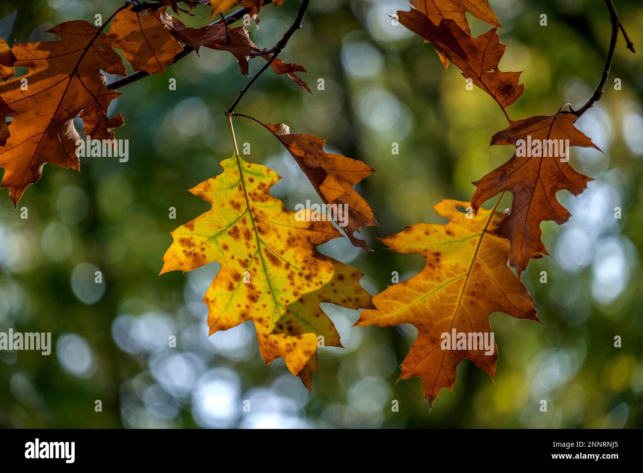Colorful autumn oak leaves hi-res stock photography and images - Alamy